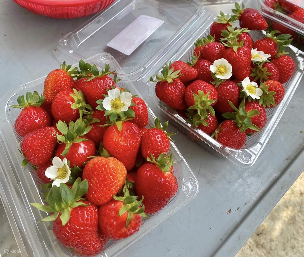 Strawberry picking, Eobi ice Valley, Nami Island Tour - Klook